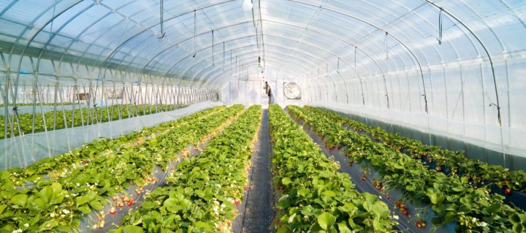 Morocco’s agricultural investment surge: $1 billion plan set for 2025 ...