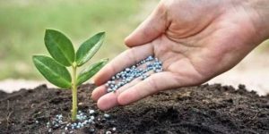 OCP Nutricrops sets global standard with low-cadmium fertilizer - 7news ...