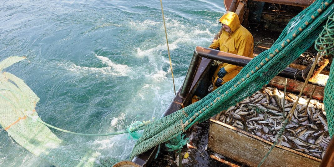 Fewer fish, higher profits: inside Morocco’s surprising seafood surge ...