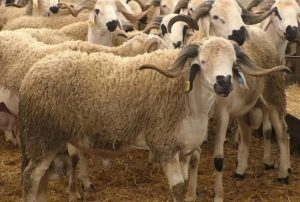 Prices plummet as Morocco suspends Eid al-Adha sacrifice - 7news Morocco